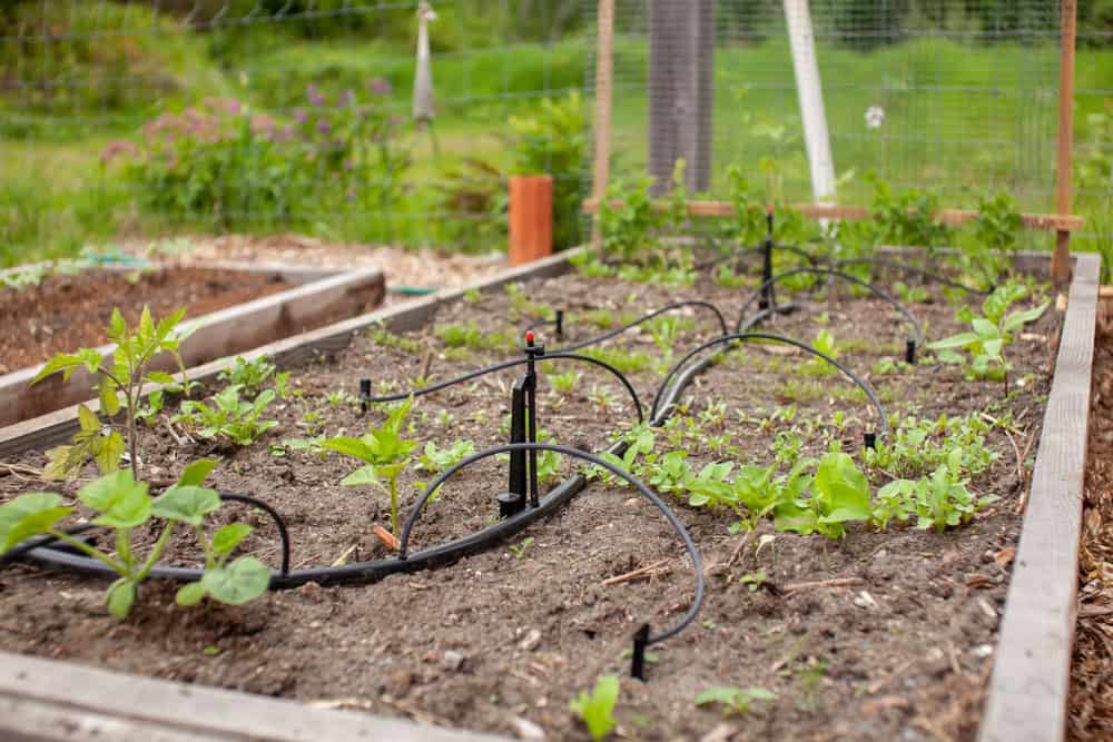 Drip Irrigation Emitters Types: A Comprehensive Guide to Efficient Wat