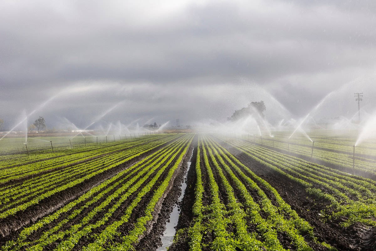 Sub surface drip irrigation - Advantages and disadvantages + drip irri
